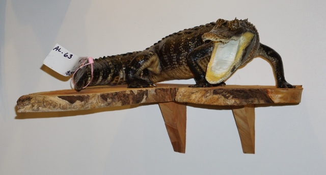 Alligator Mounts, Alligator Taxidermy, Gator Taxidermy, Reptile Taxidermy, Alligator floor mount ...